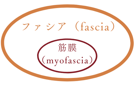 【筋膜リリース】筋膜とは何なのか。ファシアとの違い・疑問点 ｜ ダンス道｜ジャズダンスを深く学び上達するコツとバレエ鑑賞の極意